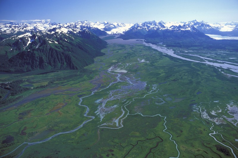 Copper River Salmon That Melts In Your Mouth